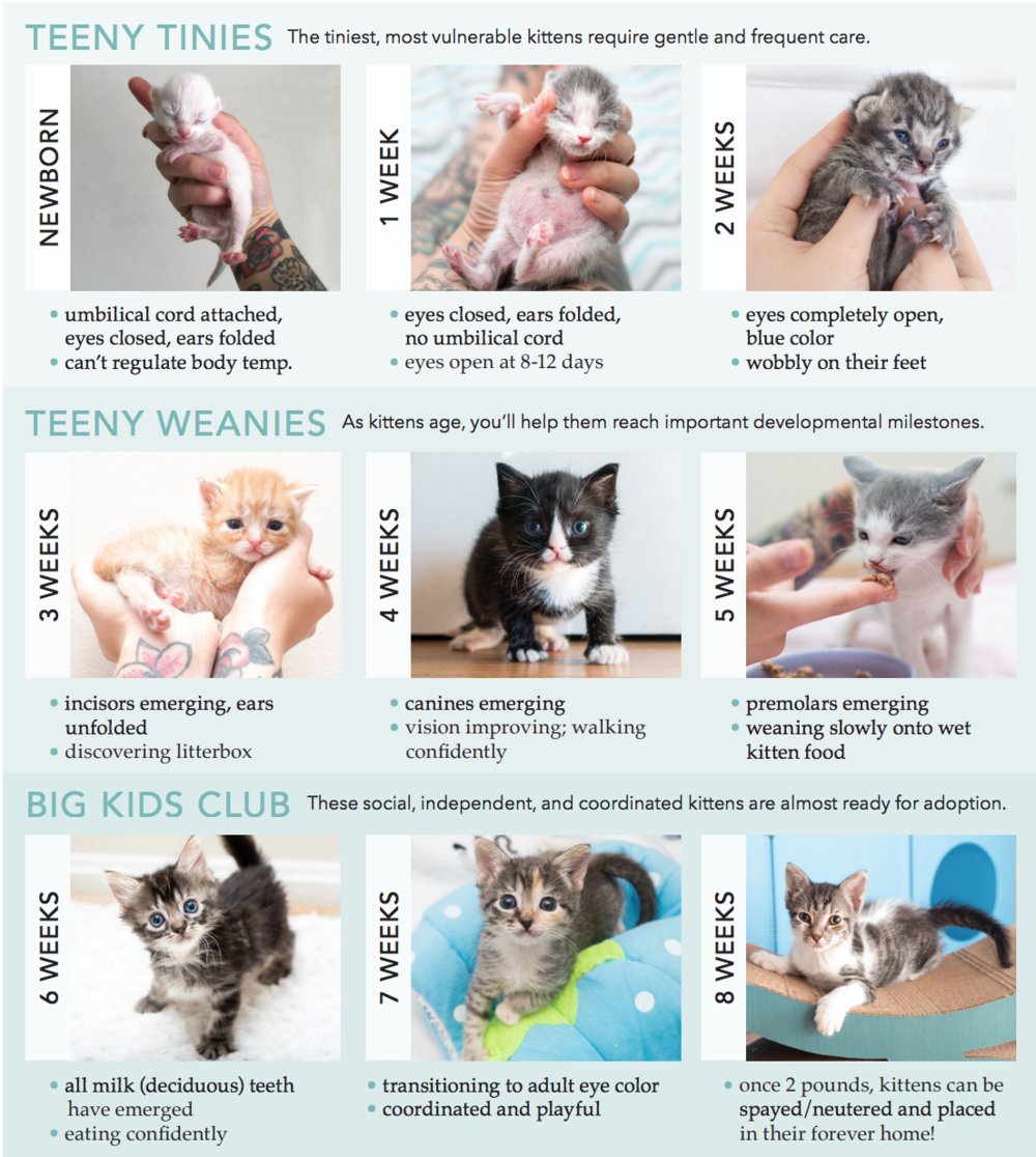 Bagaimana Kamu Bisa Tahu Usia Anak Kucing? Ini Caranya! - Katze Nesia