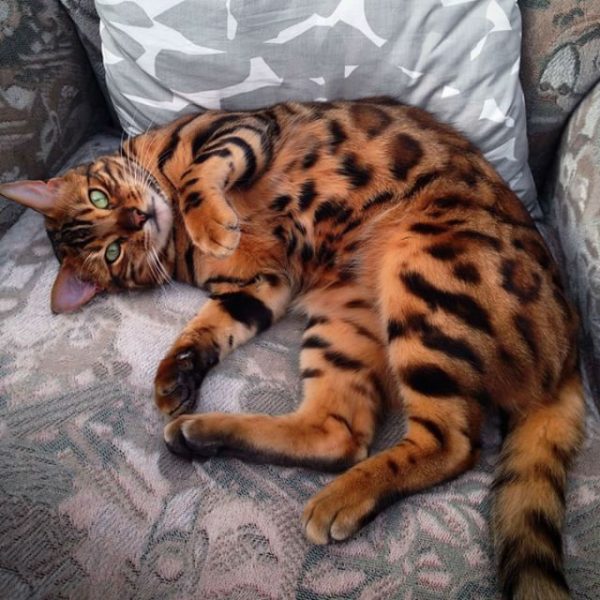 Tertarik dengan Kucing Bengal? Ini Ciri-ciri yang Asli Kalau Kamu Mau ...