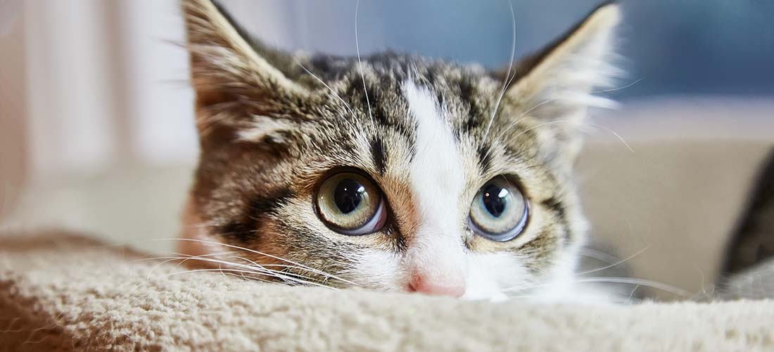 Tanda-Tanda Kucing Mengalami Stress - Katze Nesia