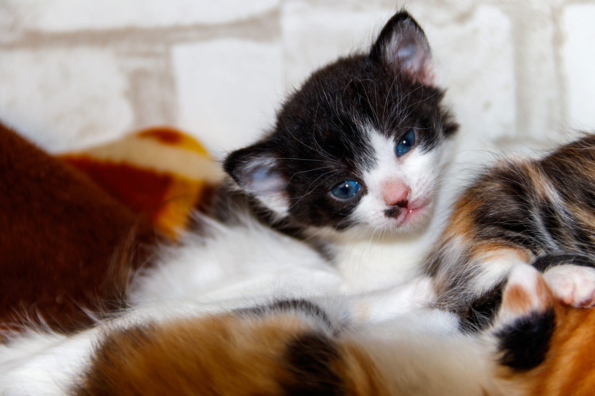 Bagaimana Kamu Bisa Tahu Usia Anak Kucing? Ini Caranya! - Katze Nesia