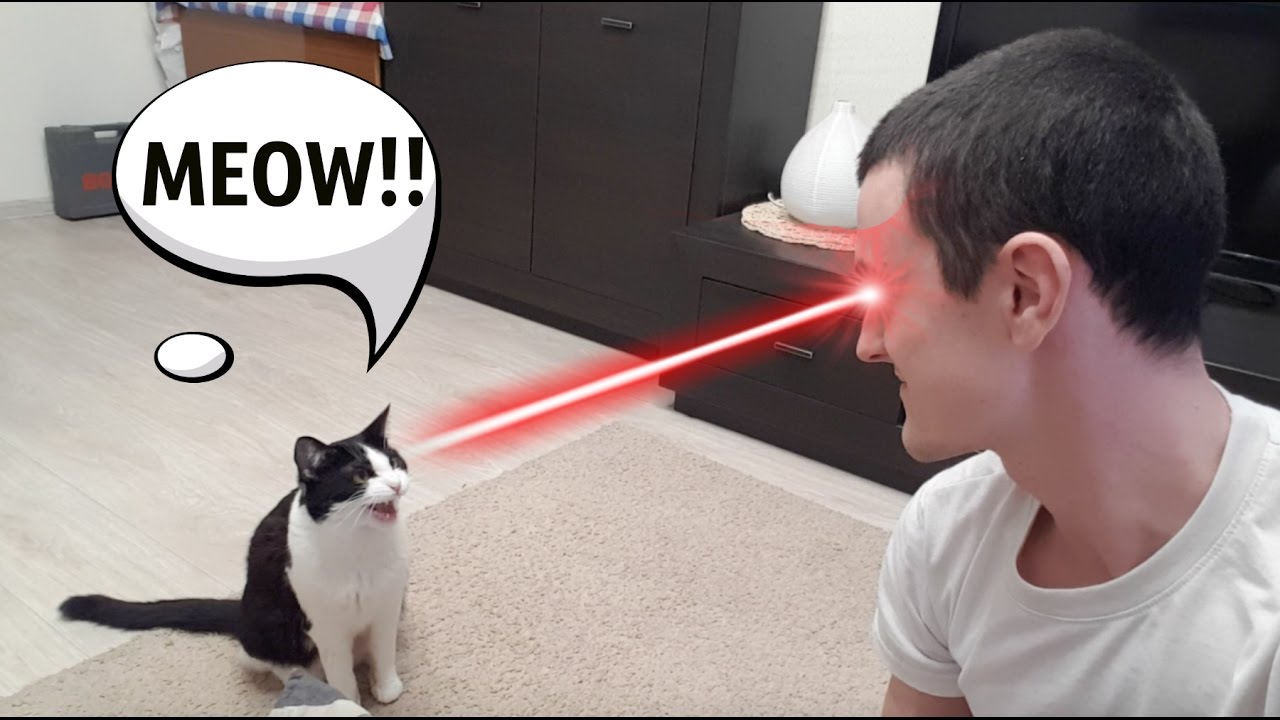 Mengapa Kucing Mengeong? Ini Loh Maksudnya! - Katze Nesia