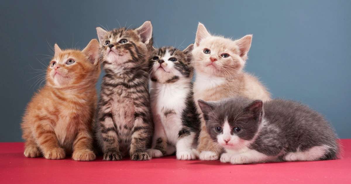 Kapan Waktu yang Tepat untuk Adopsi Kucing? Simak Penjelasannya - Katze ...