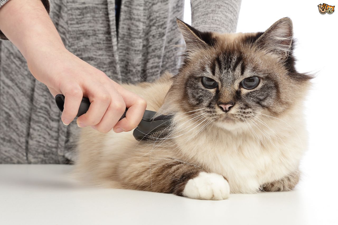 5 Manfaat Grooming Kucing yang Wajib Anda Ketahui - Katze Nesia