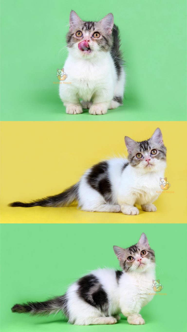 Lucky - Kucing Munchkin 2,5 Bulan Jantan - Katze Nesia