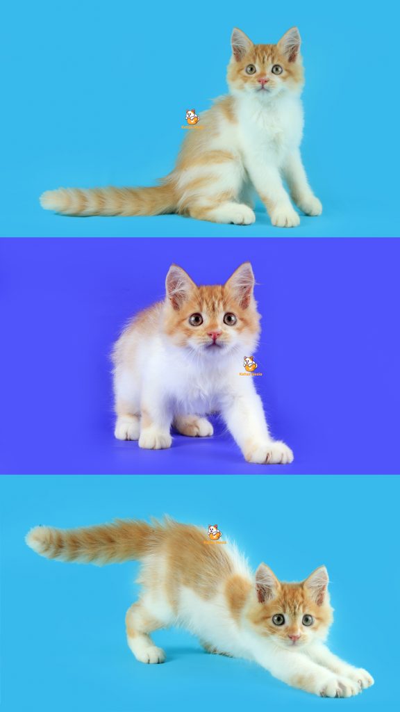 Katze Nesia - Your Pets, Our Care