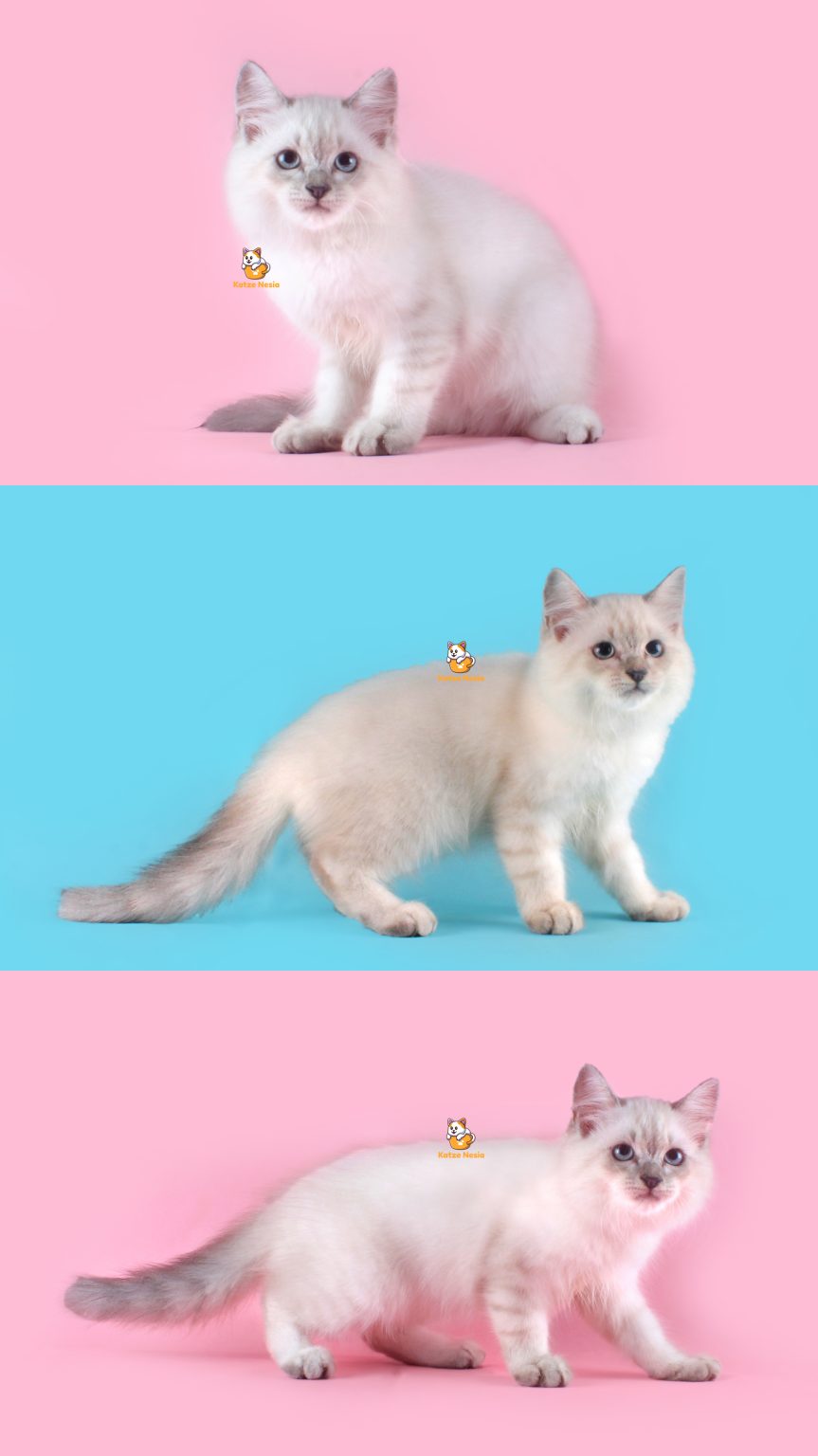 Baby - Kucing Himalaya Mix Persia 2,5 Bulan Jantan - Katze Nesia