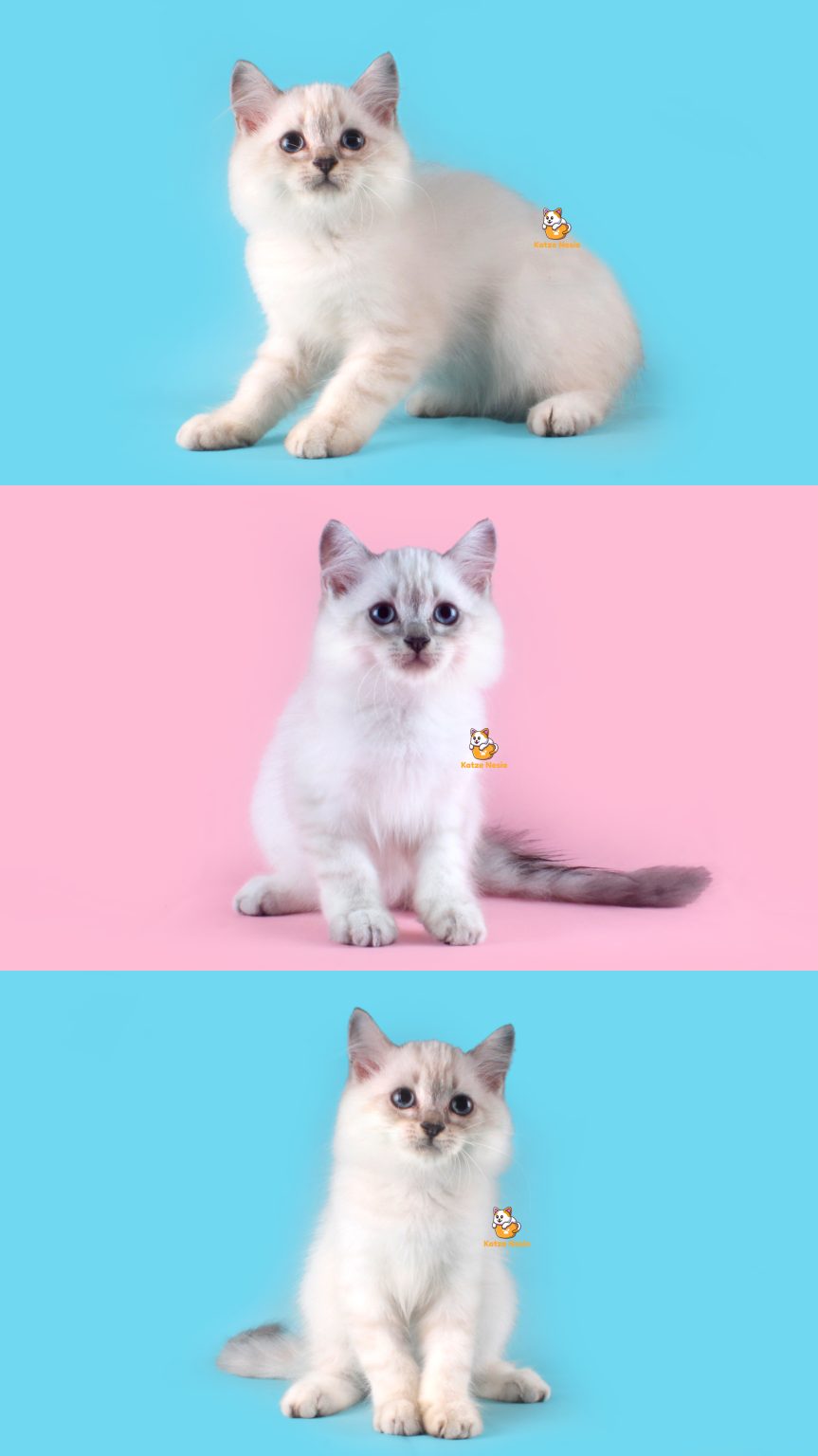 Scout - Kucing Himalaya Mix Persia 2,5 Bulan Jantan - Katze Nesia