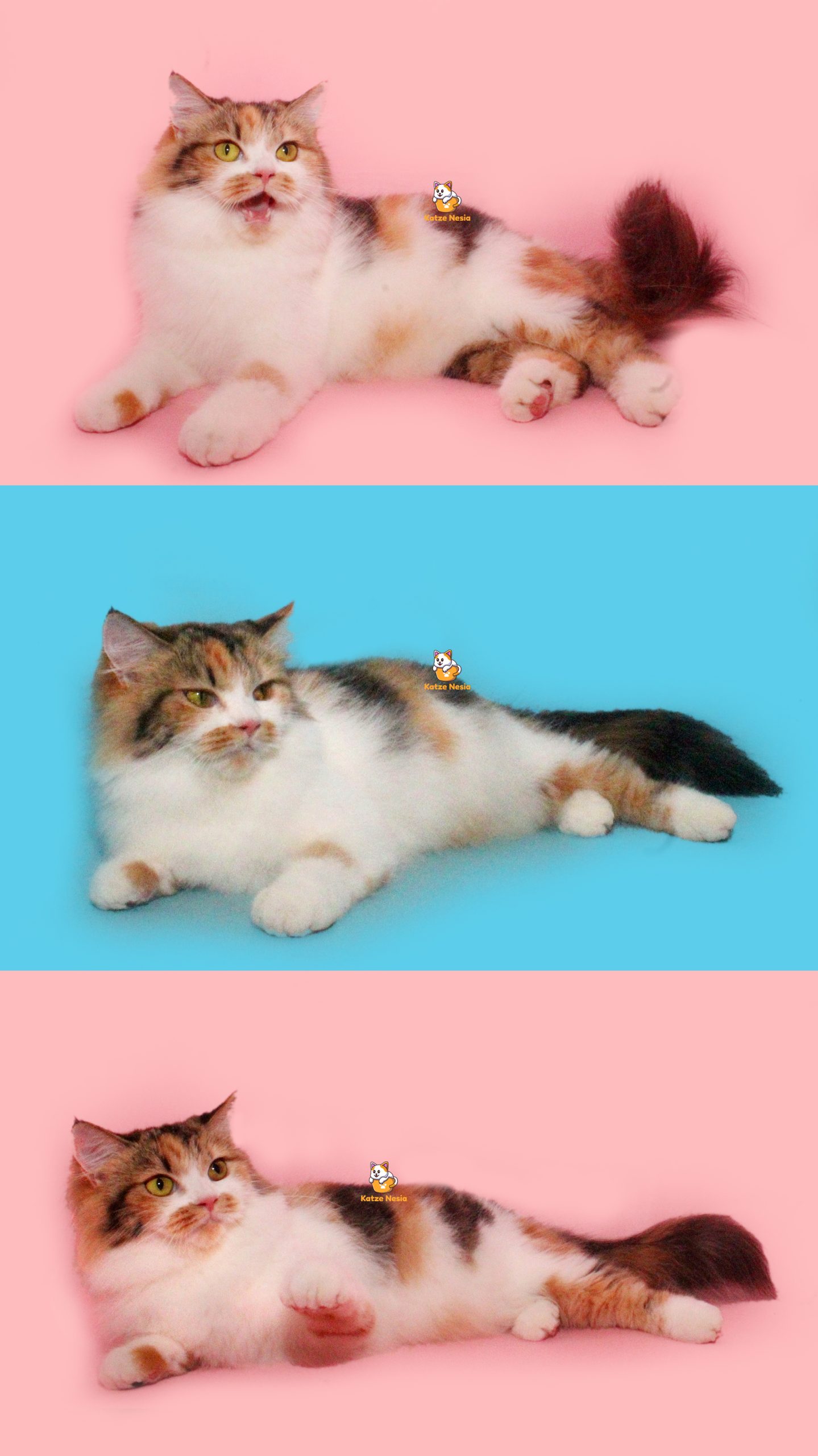 Maudy - Kucing Himalaya 2,5 Bulan Jantan - Katze Nesia