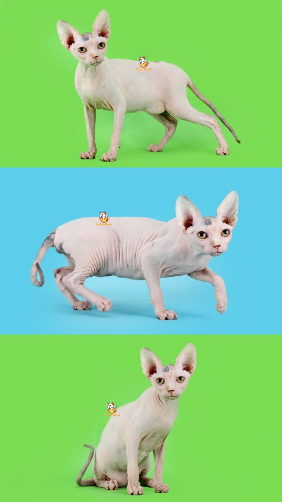 Cleopatra - Kucing Sphynx 4 Bulan Betina - Katze Nesia