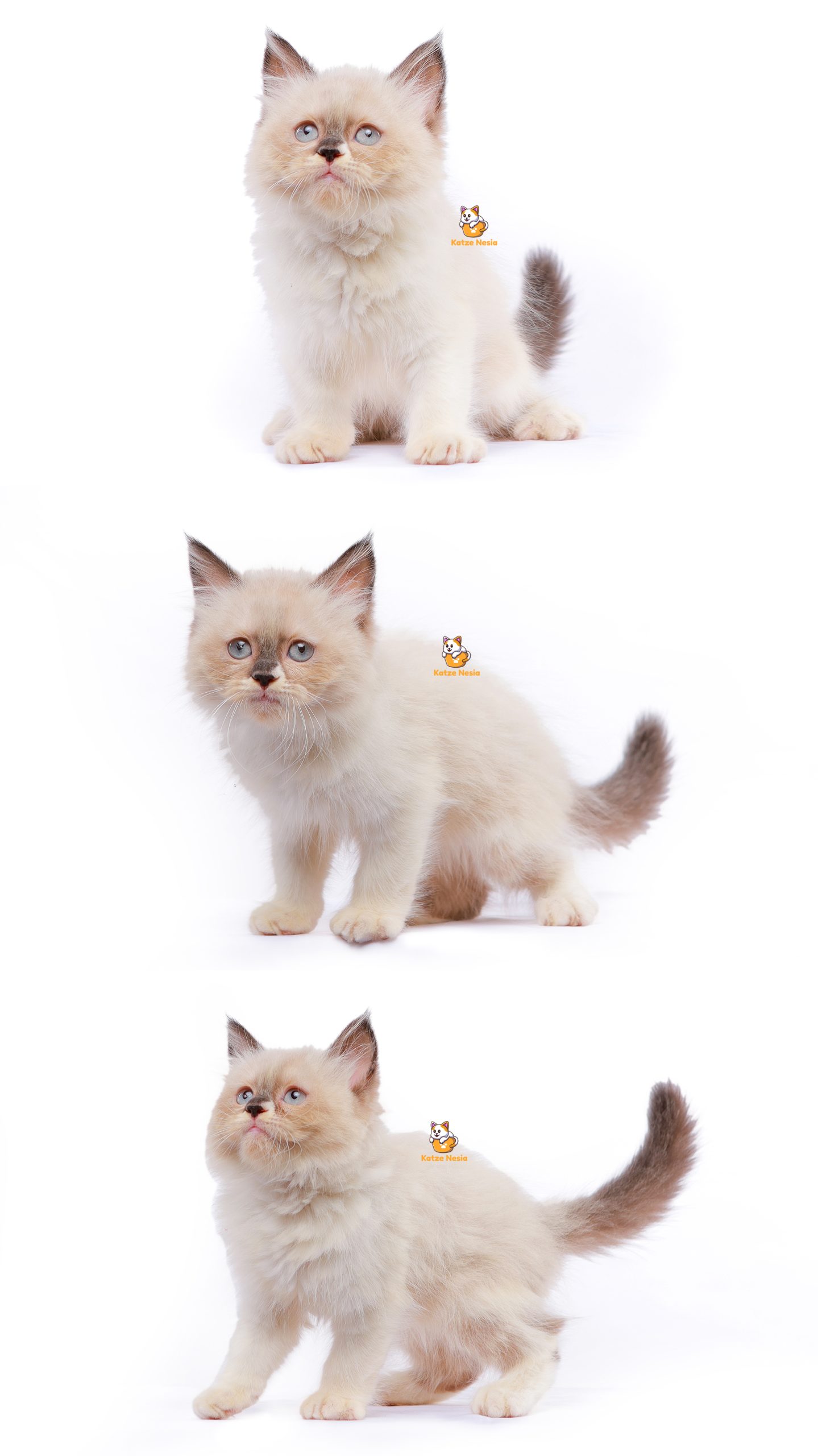 Boots - Kucing Ragdoll Mix Himalaya 3 Bulan Jantan - Katze Nesia