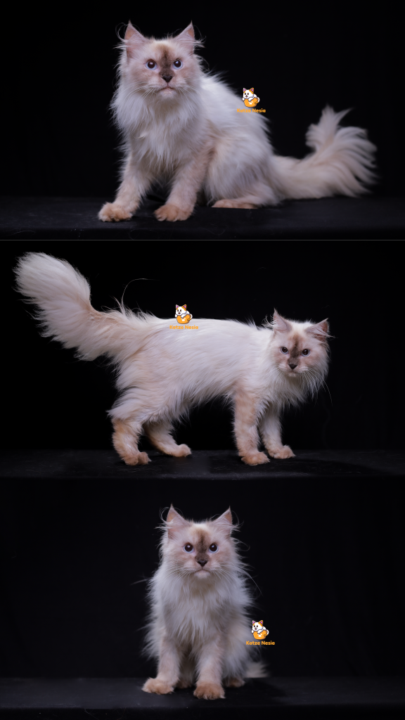 Olive - Kucing Ragdoll Jantan12 Bulan - Katze Nesia
